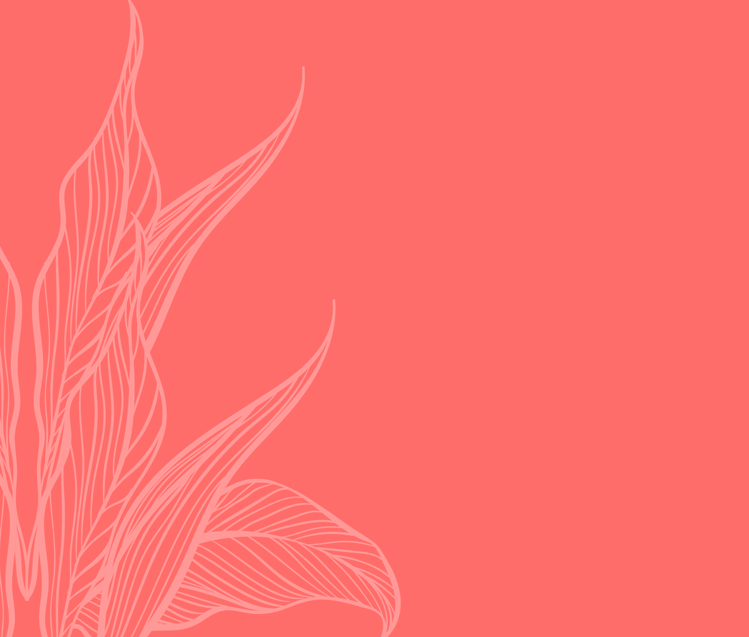 Inti Tea Shop — INTI TEA SHOP